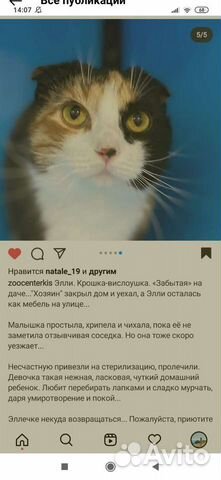 Потрясающая вислоухая трехцветная на удачу кошка с