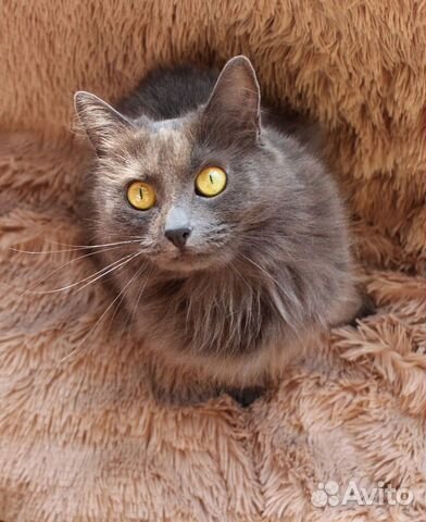 Кошечка Мишель