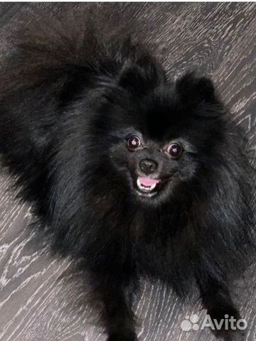 Шпиц ищет невесту