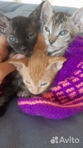 Котята от сфинкса