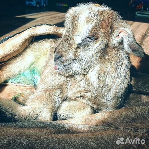 Козленок (Альпийская)