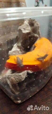 Сверчки кормовые