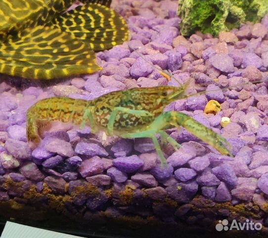 Мраморный рак