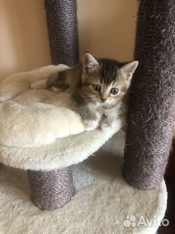 Котята в добрые руки приучены к лотку