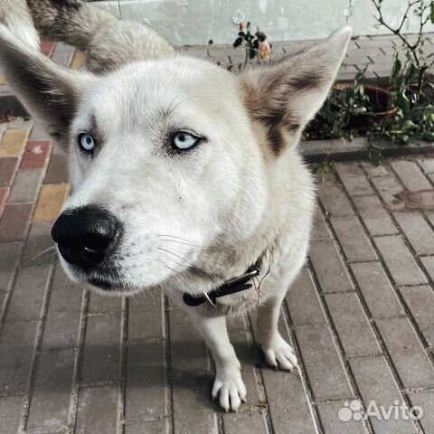 Хаски в добрые руки