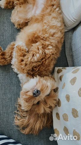 Мальтипу мальчик случка