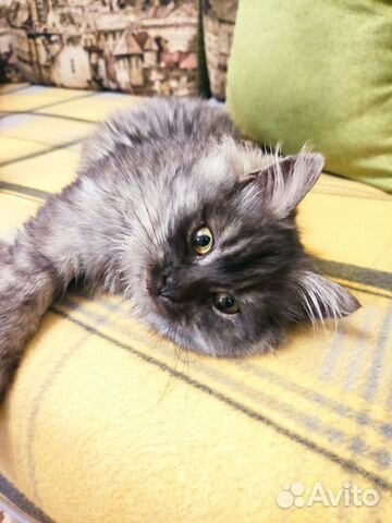 Котик в добрые руки