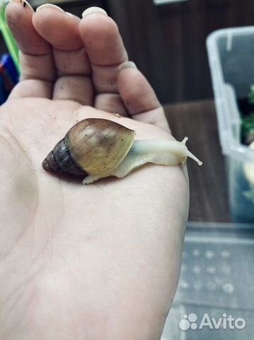 Улитки ахатины бесплатно