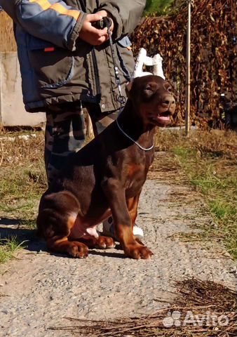 Щенок добермана. Супер качество