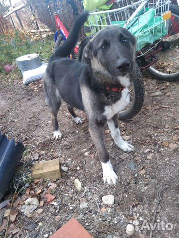 Хаски (метис)