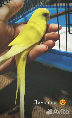 Волнистый попугай с клеткой