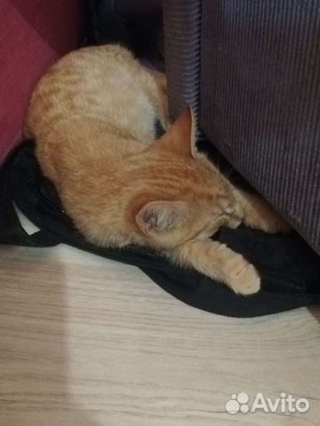 Котенок в добрые руки