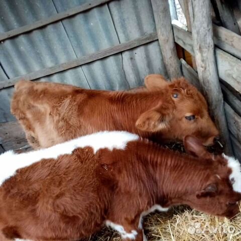 Бычки на откорм