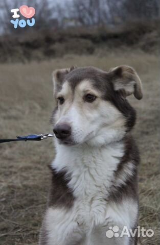 Собака Шейла из приюта ищет семью