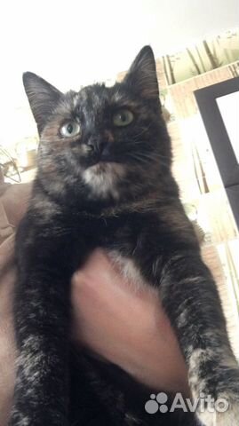 Котенок