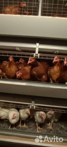 Куры молодки