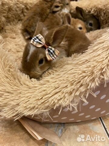 Декоративные кролики рекс