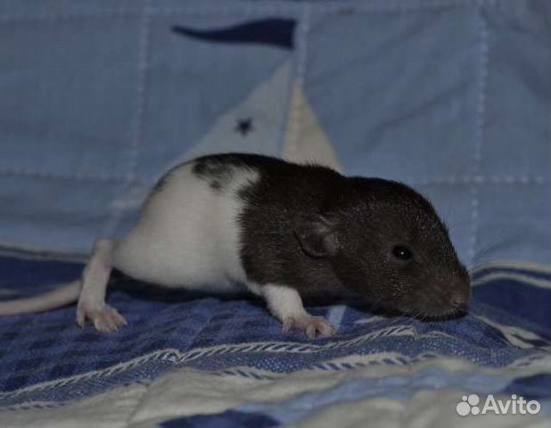 Крыса дамбо