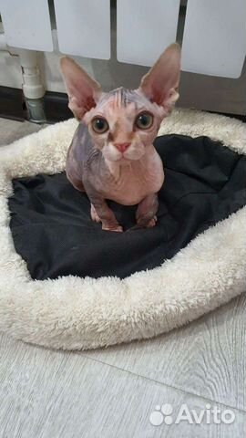 Канадский сфинкс