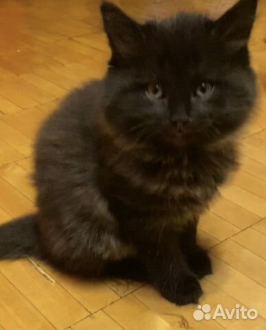 Котята
