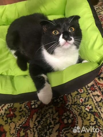 Вислоушка 5мес