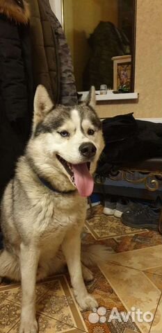 Сибирский хаски