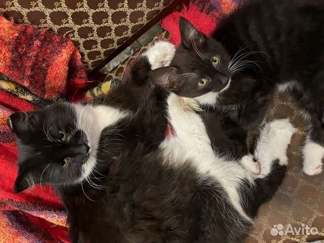 Котёнок