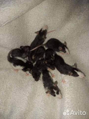 Крыса дамбо