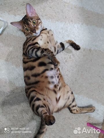 Бенгальская кошка