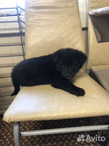 Щенки бесплатно