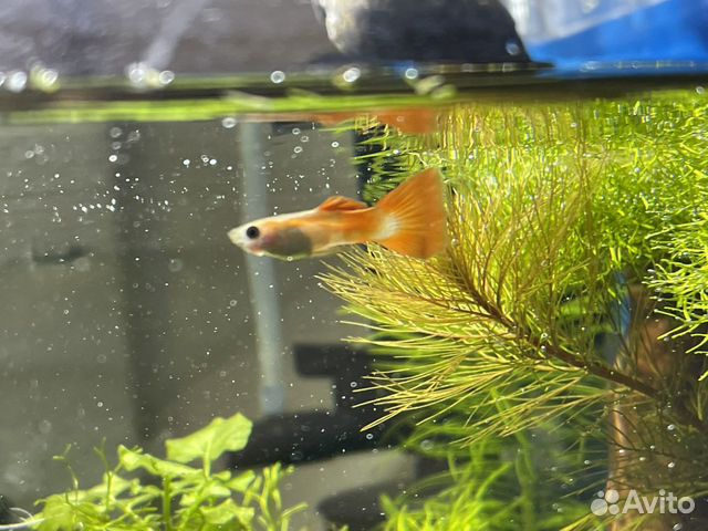 Гуппи+ неон
