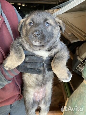 Щенок смесь алабая и немецкой овчарки