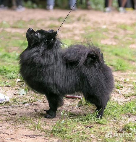 Черный малый шпиц для вязки