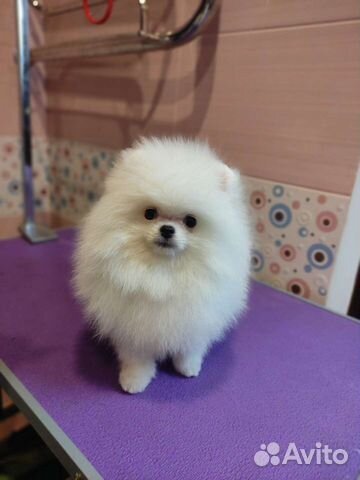 Померанский шпиц мини