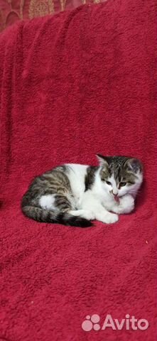 Котенок девочка Мишель Спасеныш