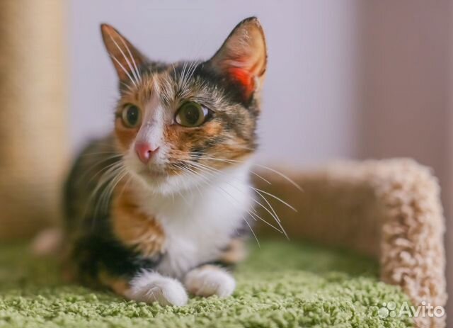 Кошка Кася в дар