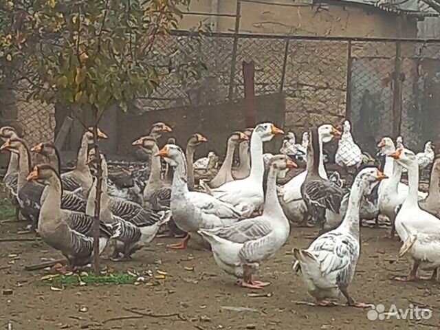 Молодняк птицы
