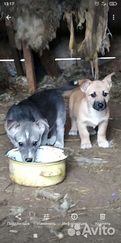 Пастушьи щенки австралийской келпи