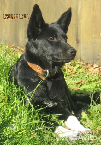 Отдам в добрые руки метиса лайки и дворняжки