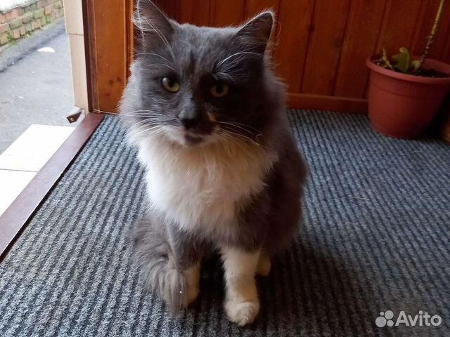 Кот