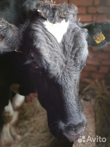 Бык на племя