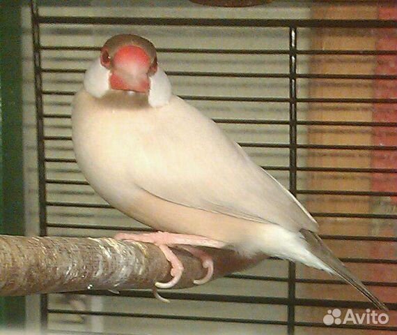 Рисовые амадины