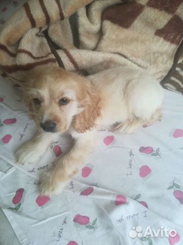 Американский кокер спаниель