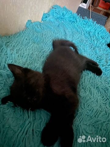 Шотландская кошка
