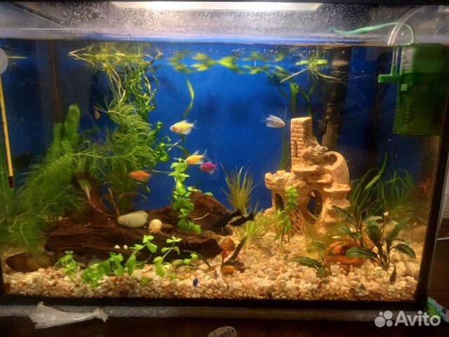 Аквариум