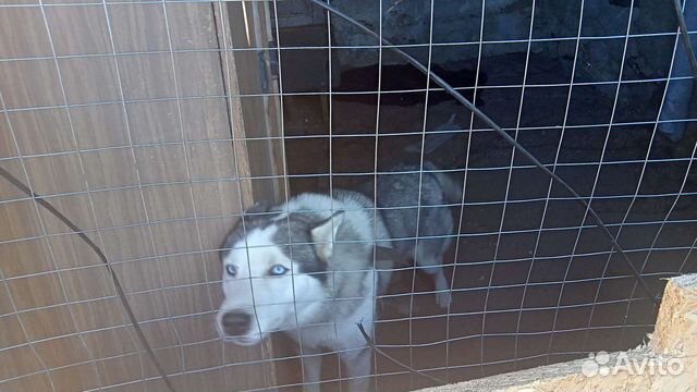 Собака Хаски (голубые глазки)