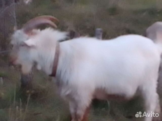 Козел заненский