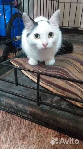 Котёнок-девочка 4 месяца