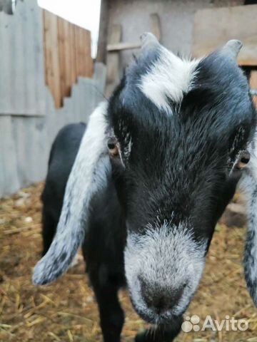 Нубийские козлята козы