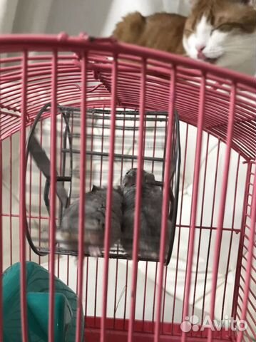 Клетка с двумя белосерыми джунгариками